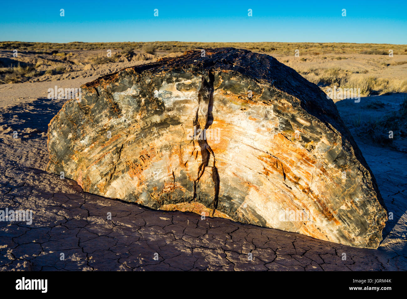 colorful cross section of Petrified wood tree log segment exposed in ...