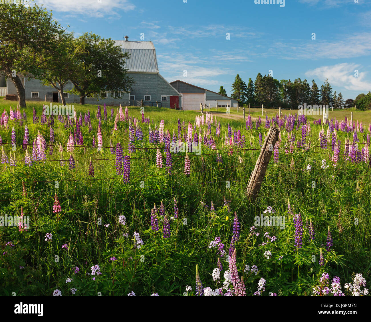 Violet white lupins hi-res stock photography and images - Alamy