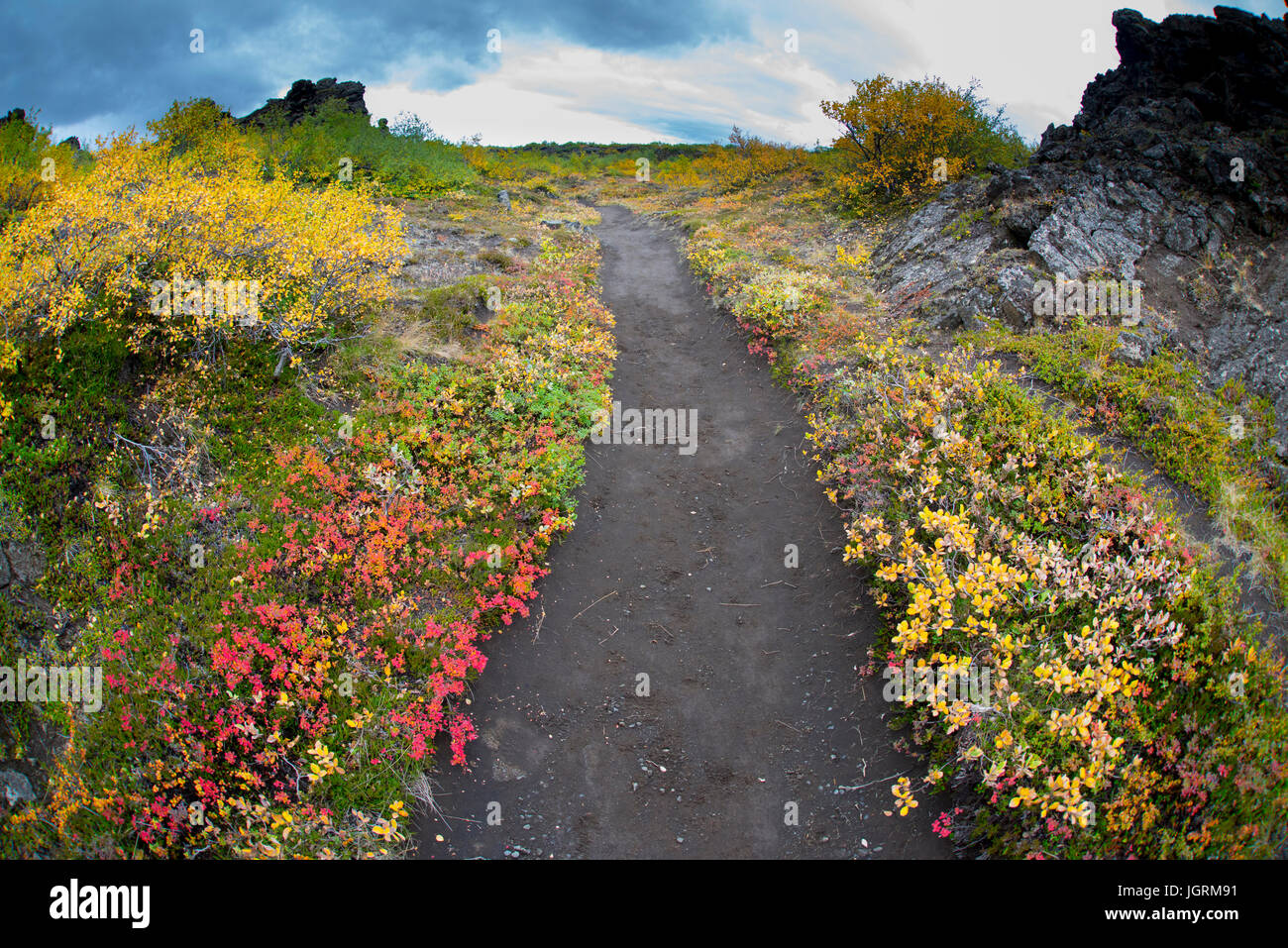 Walkway path through various kinds of vegetation and shrubs Stock Photo ...