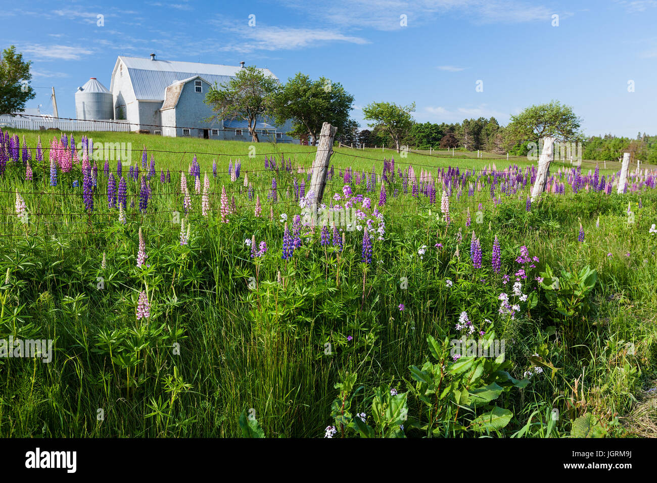 Lupins growing in a ditch along a farm field in rural America Stock ...