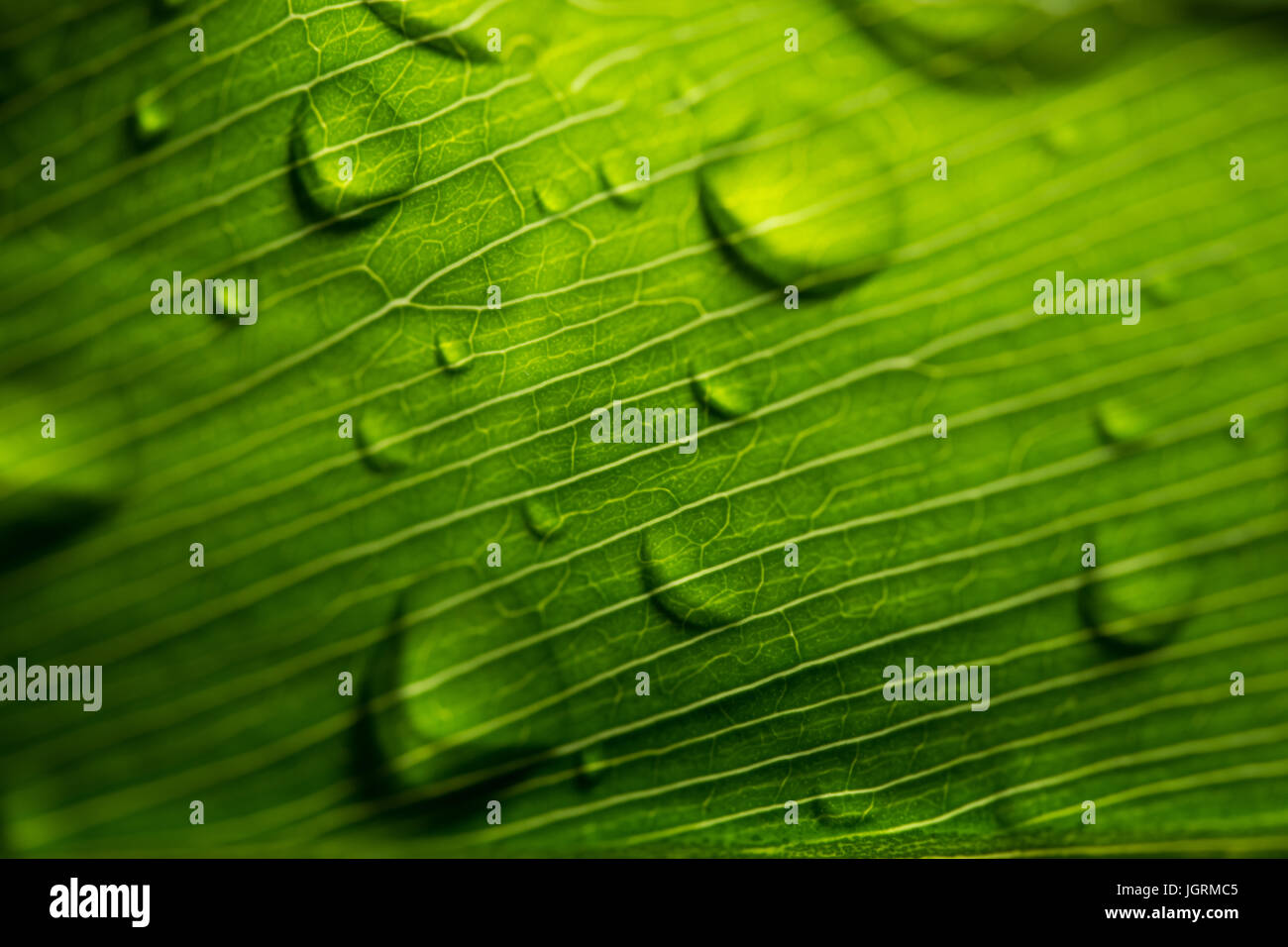 Leaf with water drop Stock Photo - Alamy