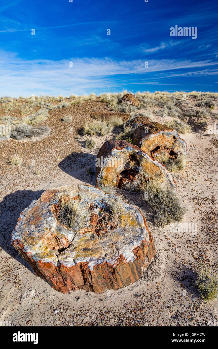 colorful cross section of Petrified wood tree log segment exposed in ...