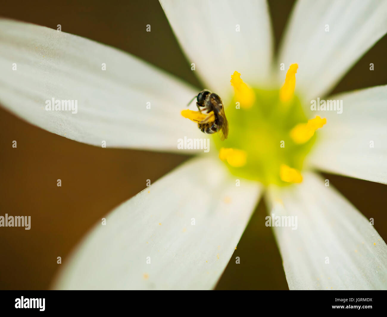 little bee on a yellow stamen in Chinese mountains Stock Photo - Alamy