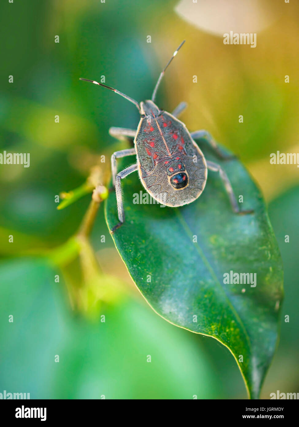 chinch sitting on a leaf in the chinese mountains Stock Photo - Alamy
