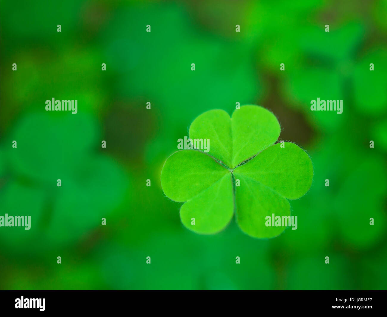 clower standing out in the field Stock Photo - Alamy