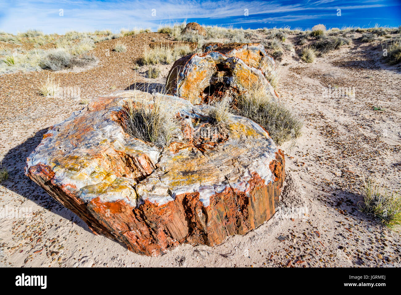 colorful cross section of Petrified wood tree log segments exposed in ...
