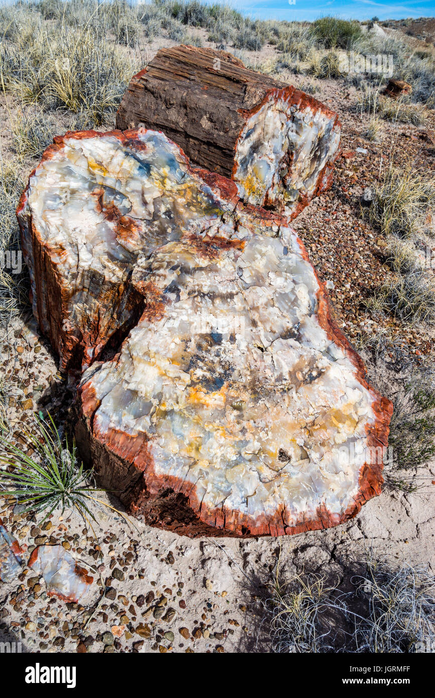 colorful cross section of Petrified wood tree log segment exposed in ...