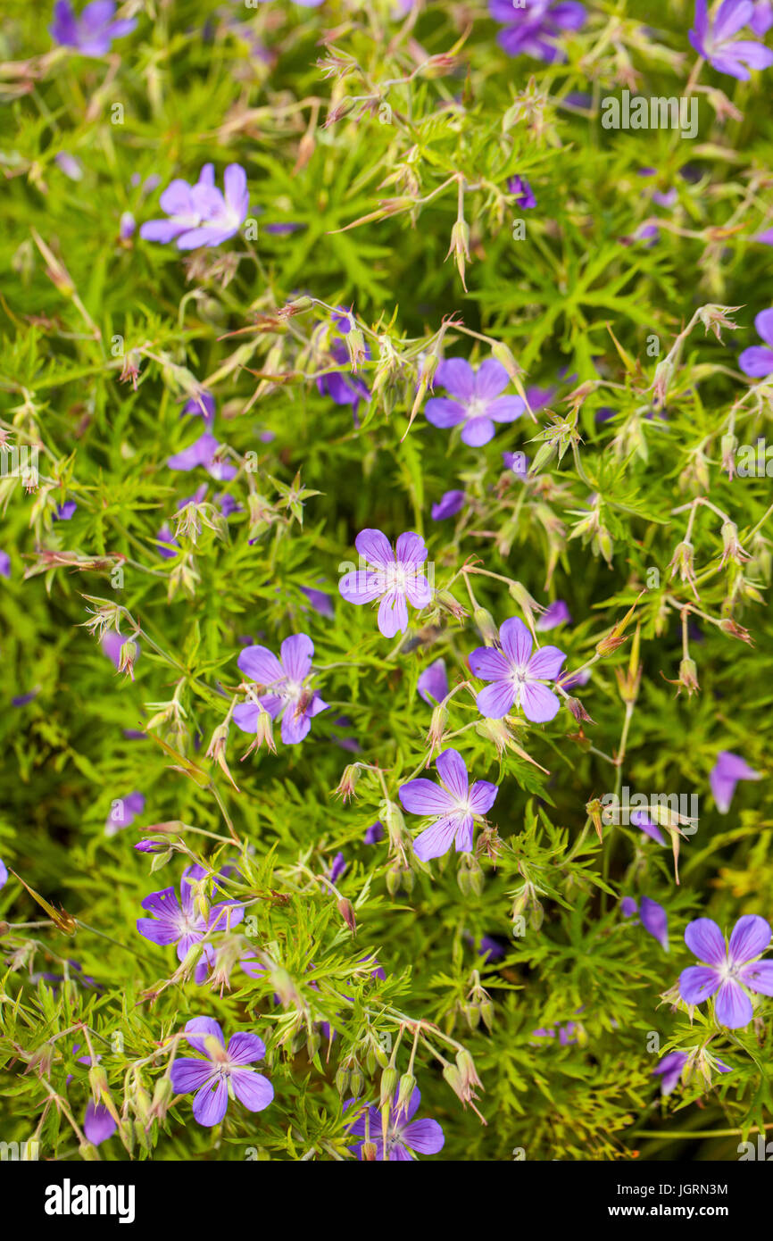 Geranium collinum "Nimbus Stock Photo - Alamy