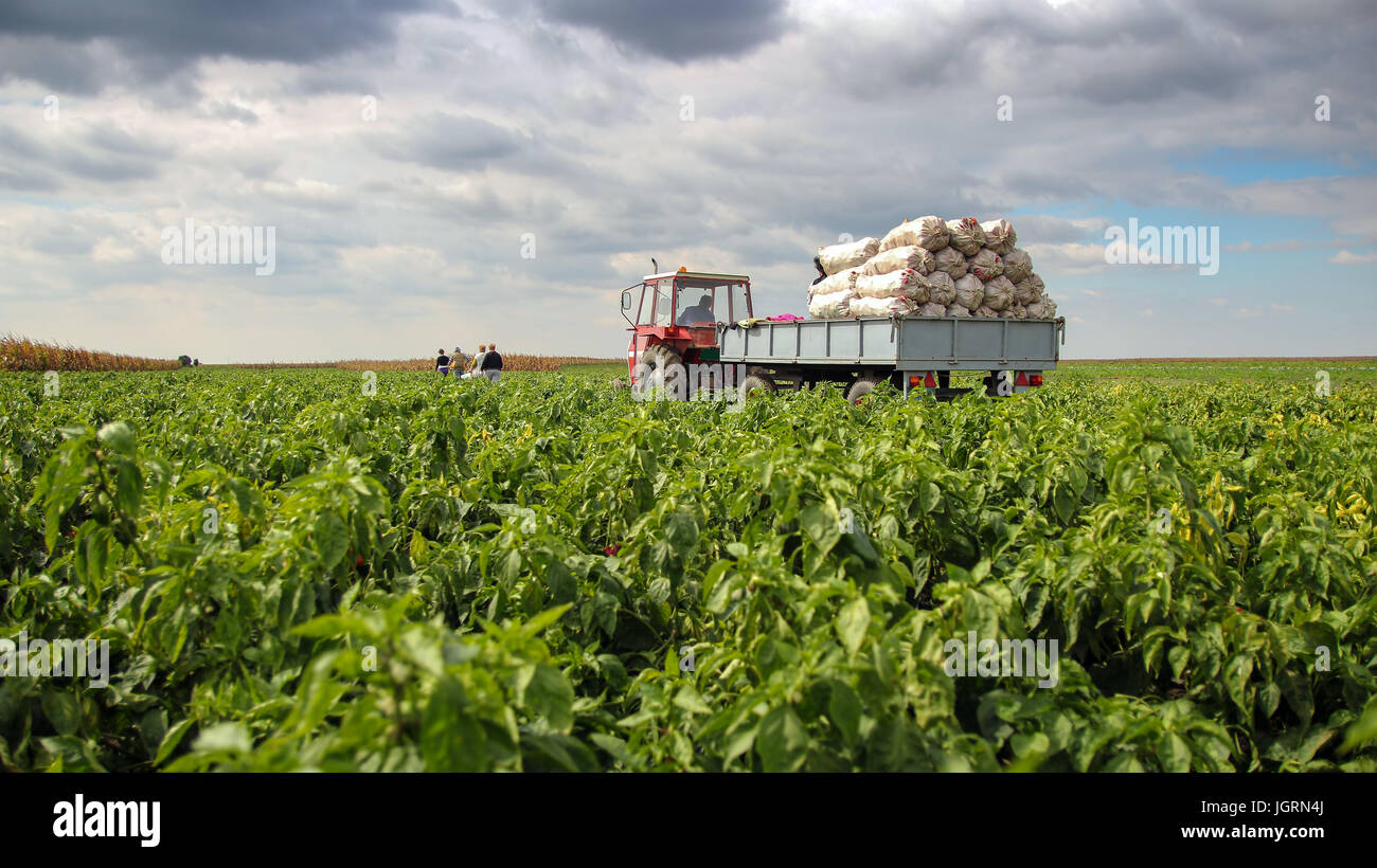 Bell pepper harvest field hi-res stock photography and images - Alamy