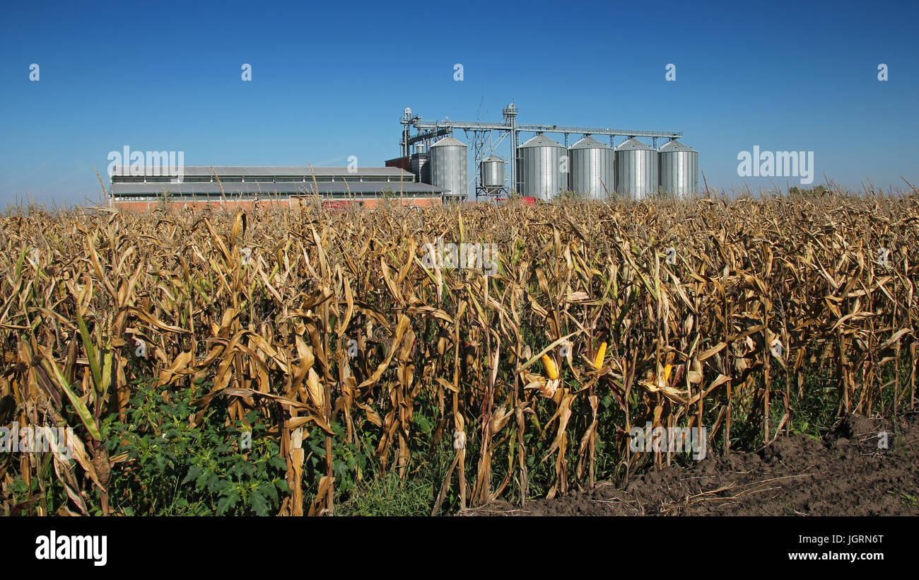 Modern commercial grain or seed silos in rural landscape. Five silver ...