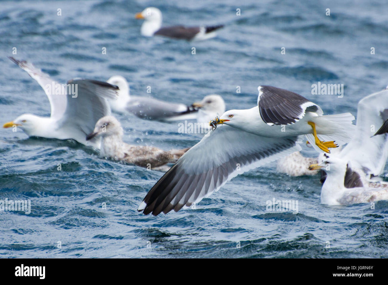North sea feeding gulls hi-res stock photography and images - Alamy