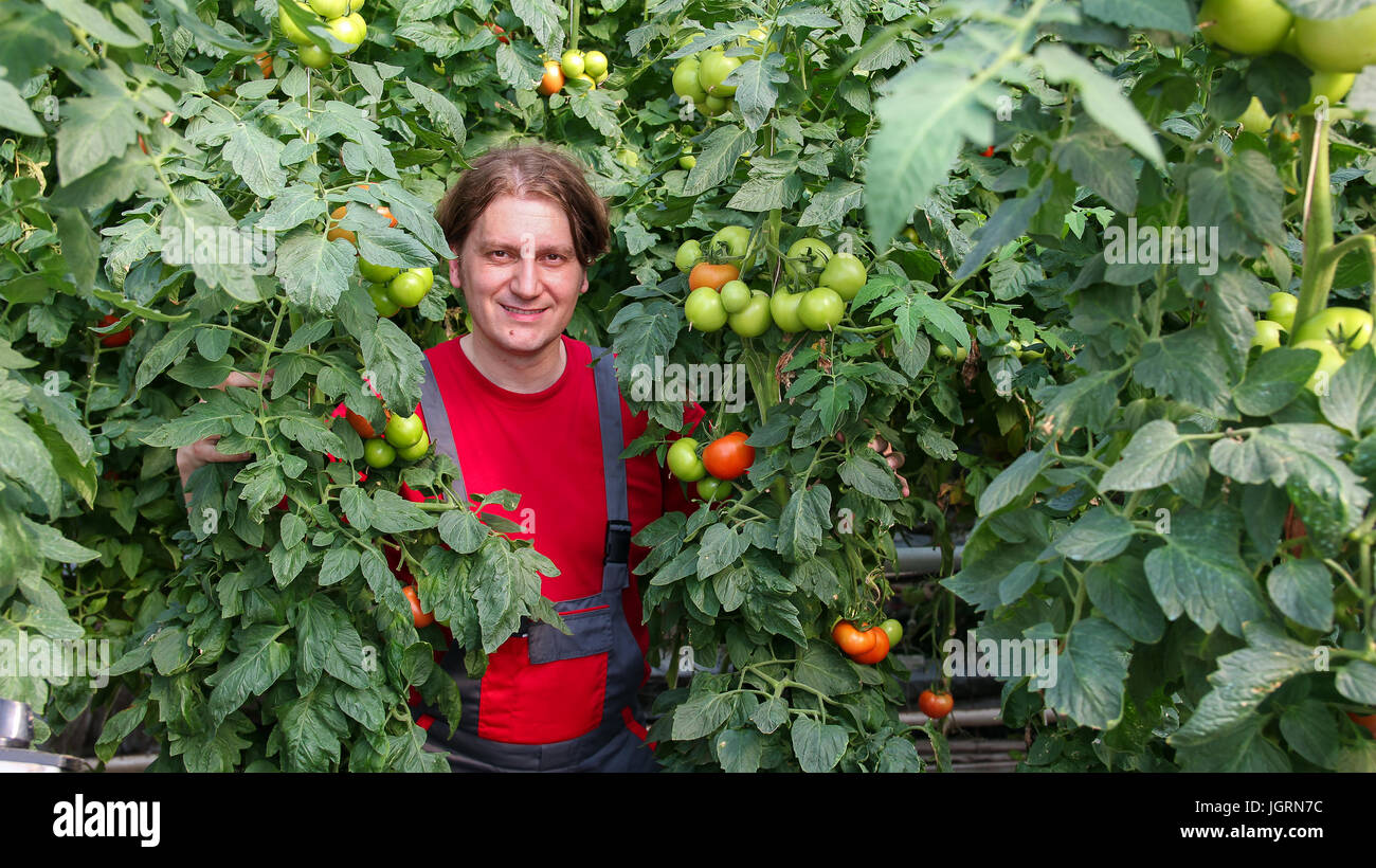 Tall tomato plants hi-res stock photography and images - Alamy