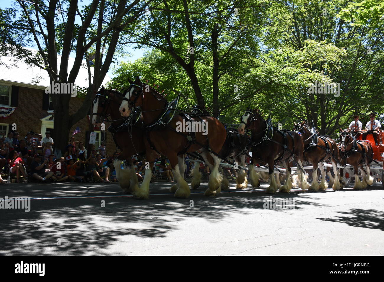 Hallamore clydesdales hi-res stock photography and images - Alamy
