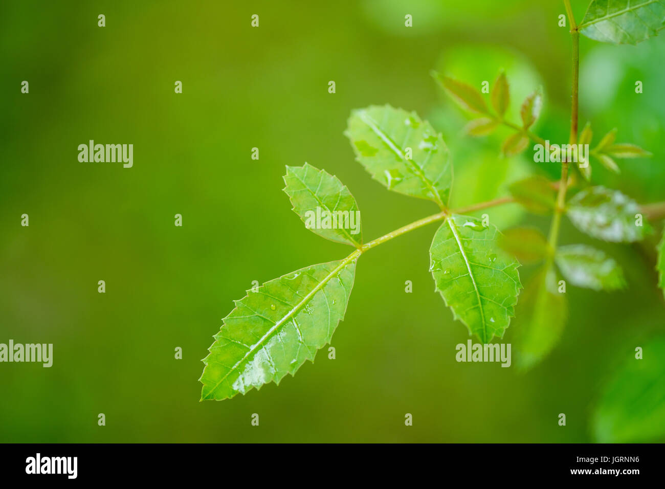 brazilian pepper tree Stock Photo - Alamy