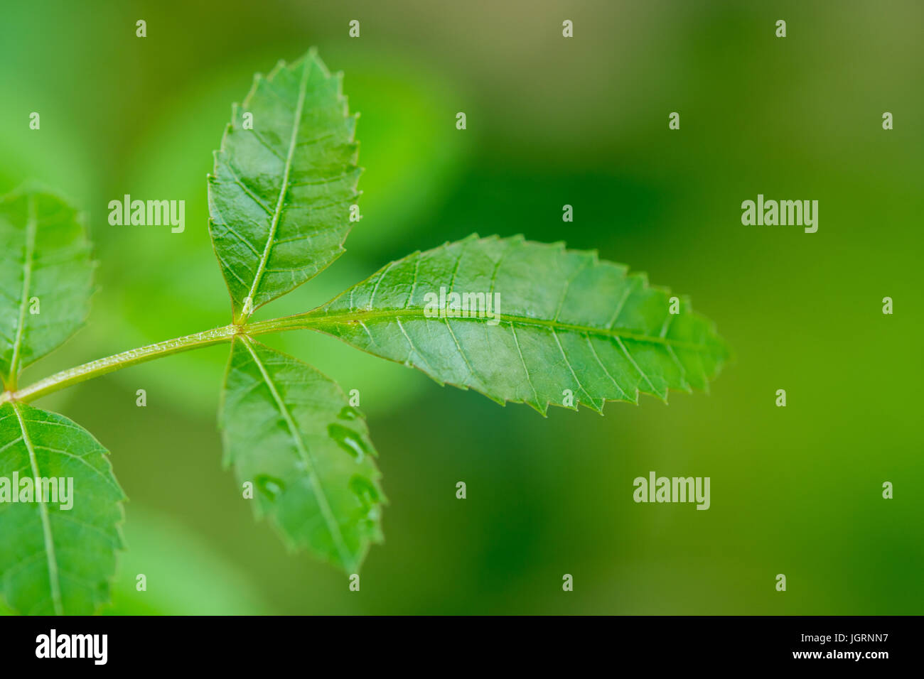 brazilian pepper tree Stock Photo - Alamy
