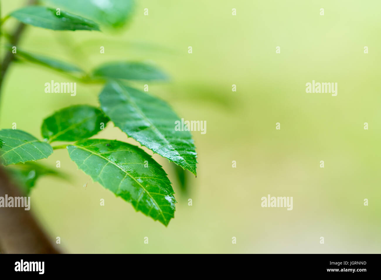 brazilian pepper tree Stock Photo - Alamy