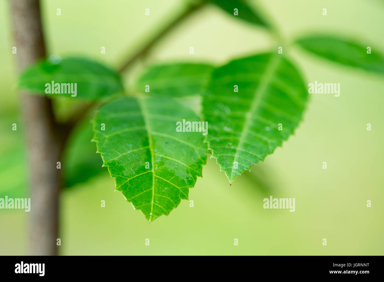 brazilian pepper tree Stock Photo - Alamy
