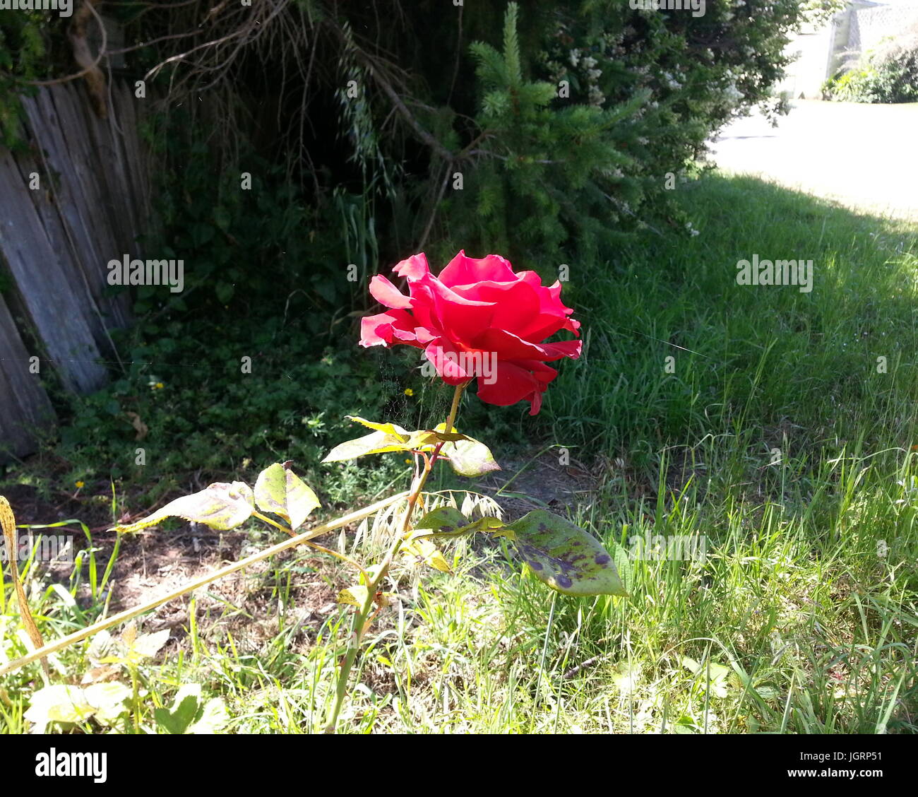 Rose side hi-res stock photography and images - Alamy