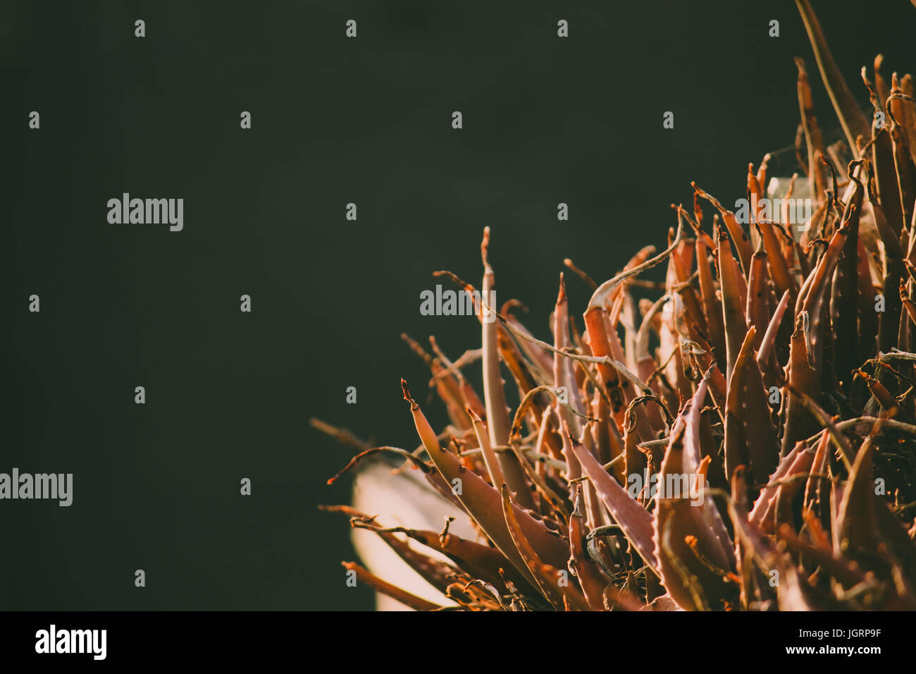 Genus aloe hi-res stock photography and images - Alamy