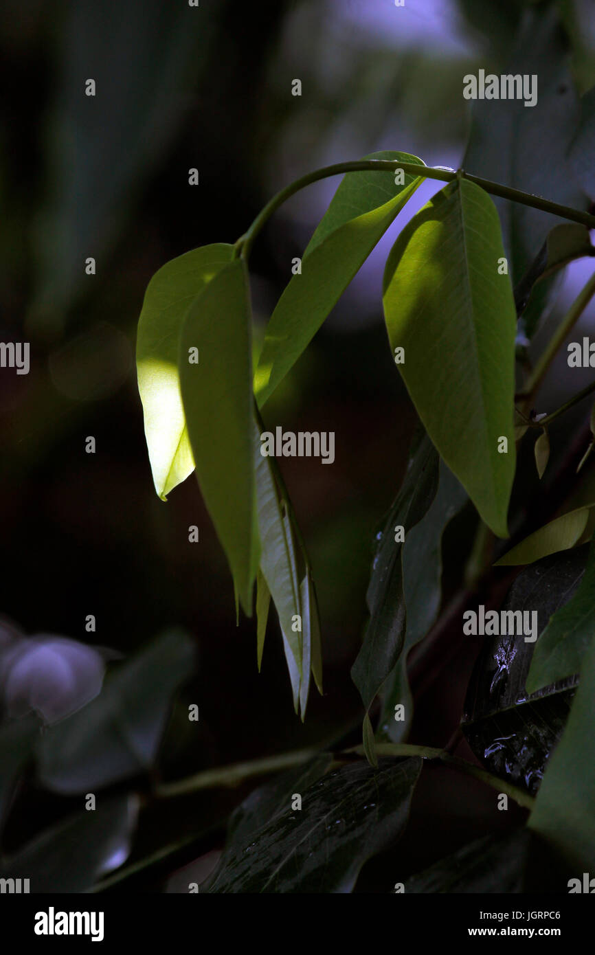 Arbi leaf hi-res stock photography and images - Alamy