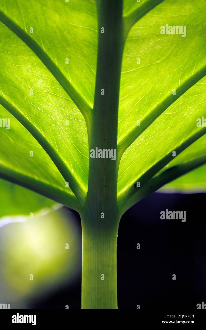 Arbi leaf hi-res stock photography and images - Alamy