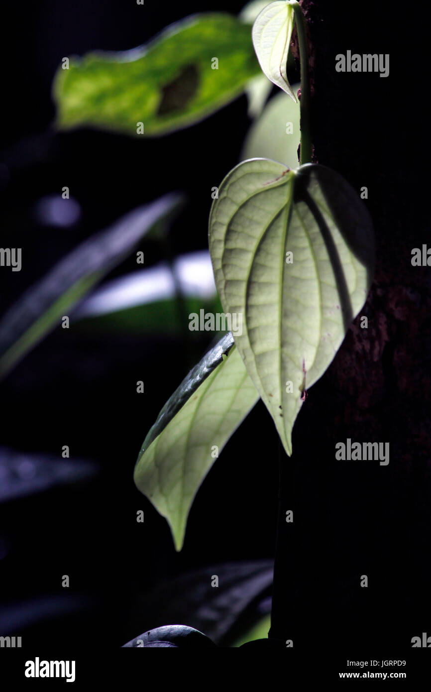 Arbi leaf hi-res stock photography and images - Alamy