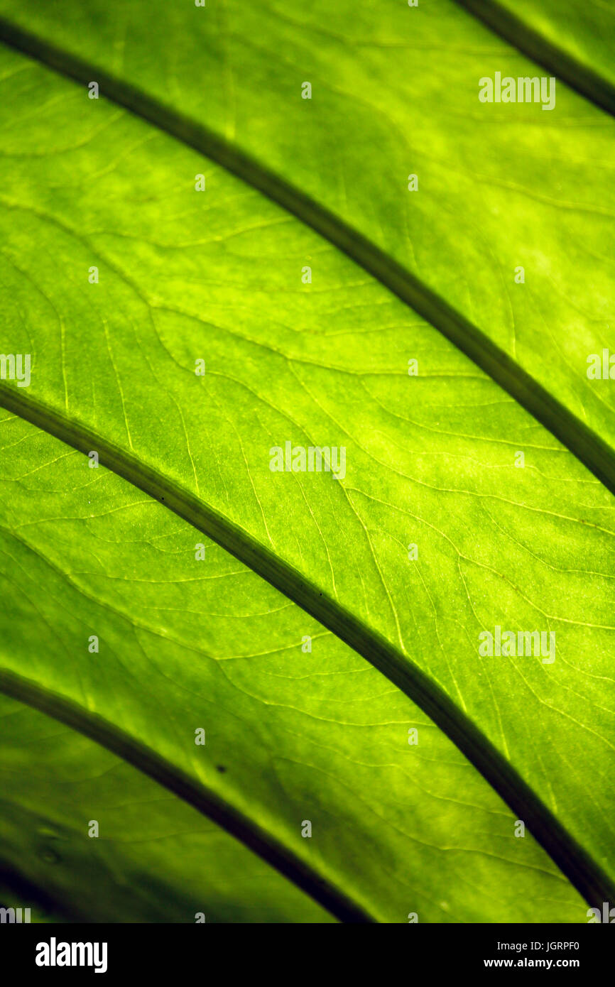 Arbi leaves hi-res stock photography and images - Alamy