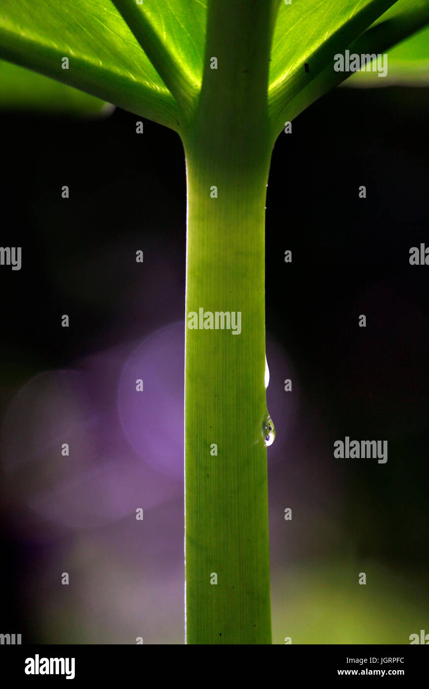 Arbi leaves hi-res stock photography and images - Alamy
