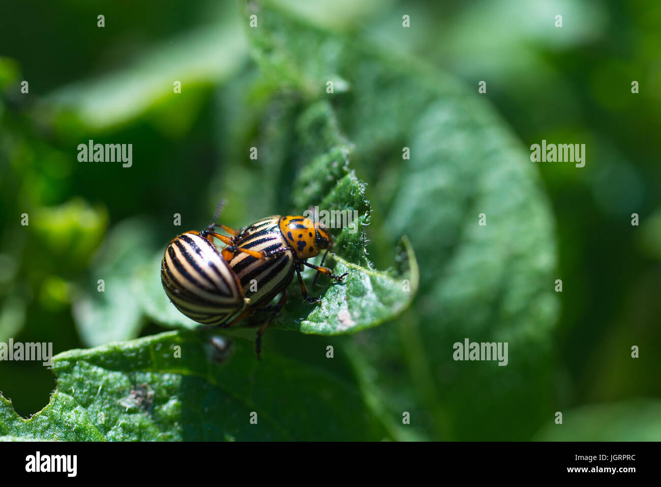 Colorado beetle close-up on a pitted potato leaf Stock Photo - Alamy