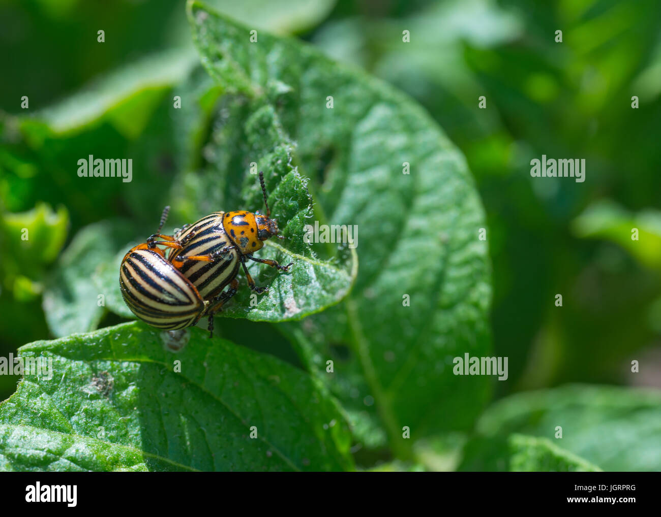 Pitted Beetle High Resolution Stock Photography and Images - Alamy