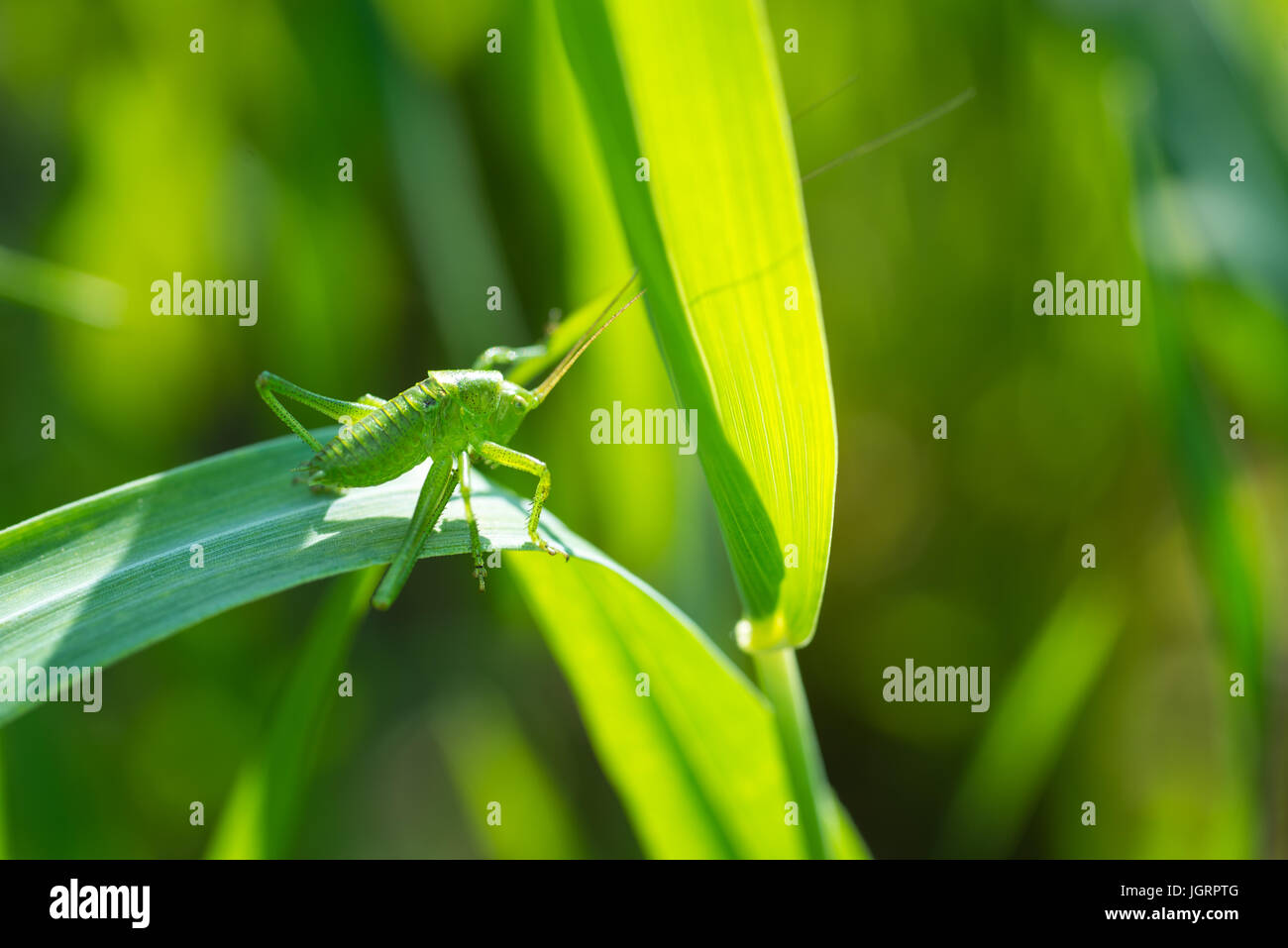 Green vegetable grasshopper hi-res stock photography and images - Alamy