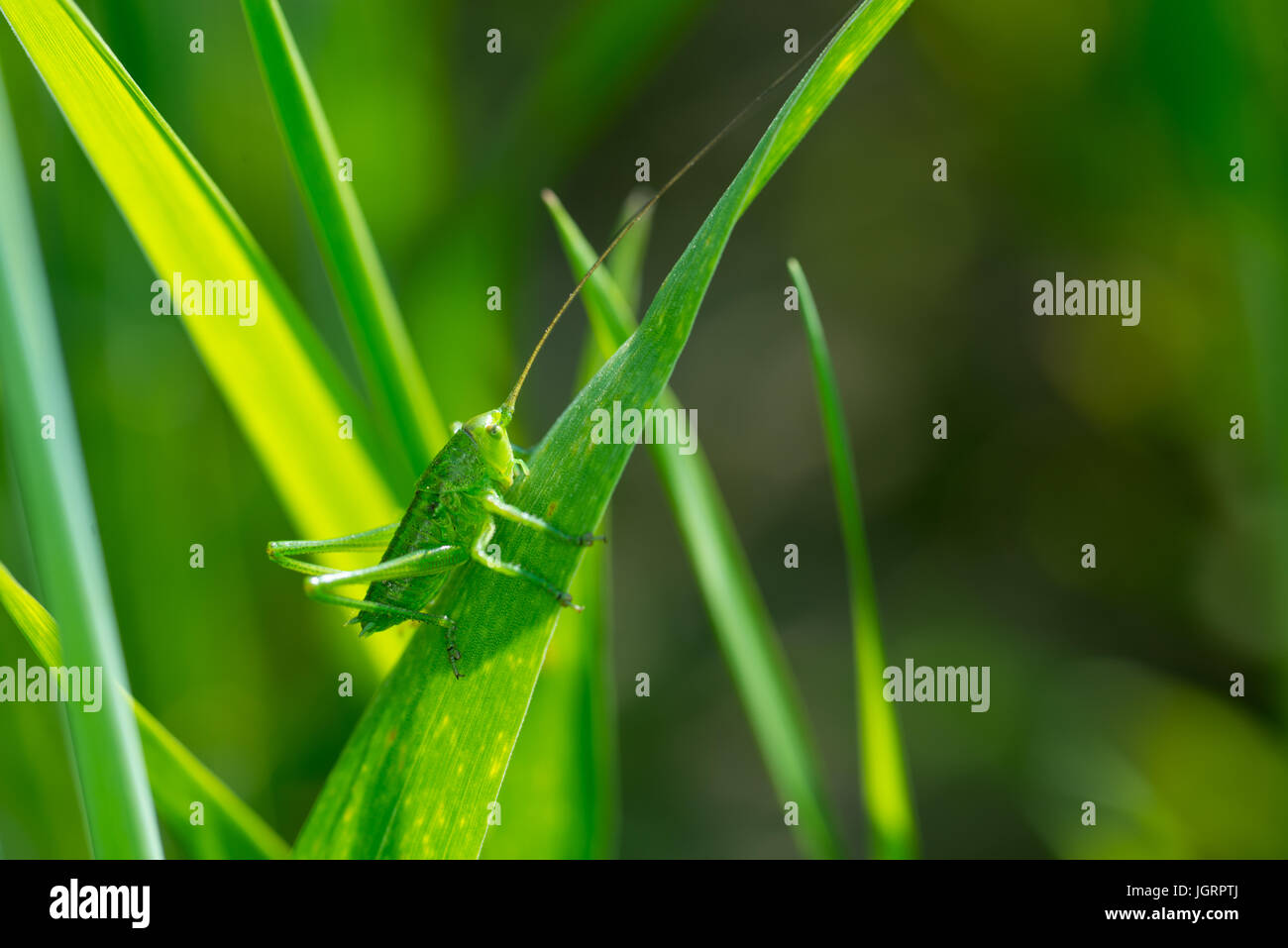 Grasshopper on grass close-up in the wild Stock Photo - Alamy
