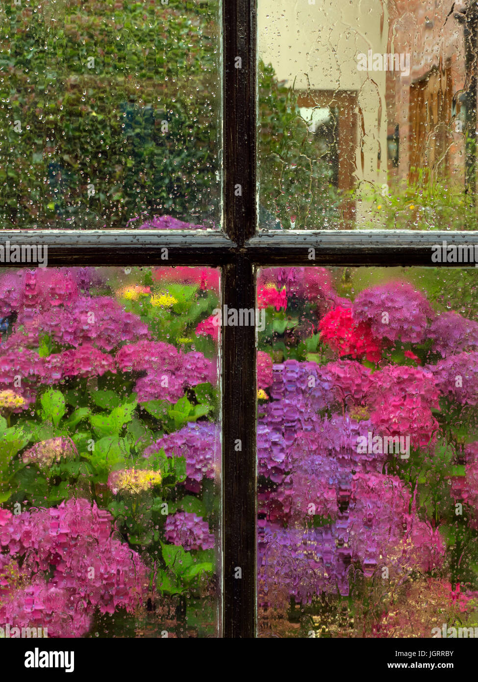 hydrangeas through garden shed window in rain Stock Photo - Alamy