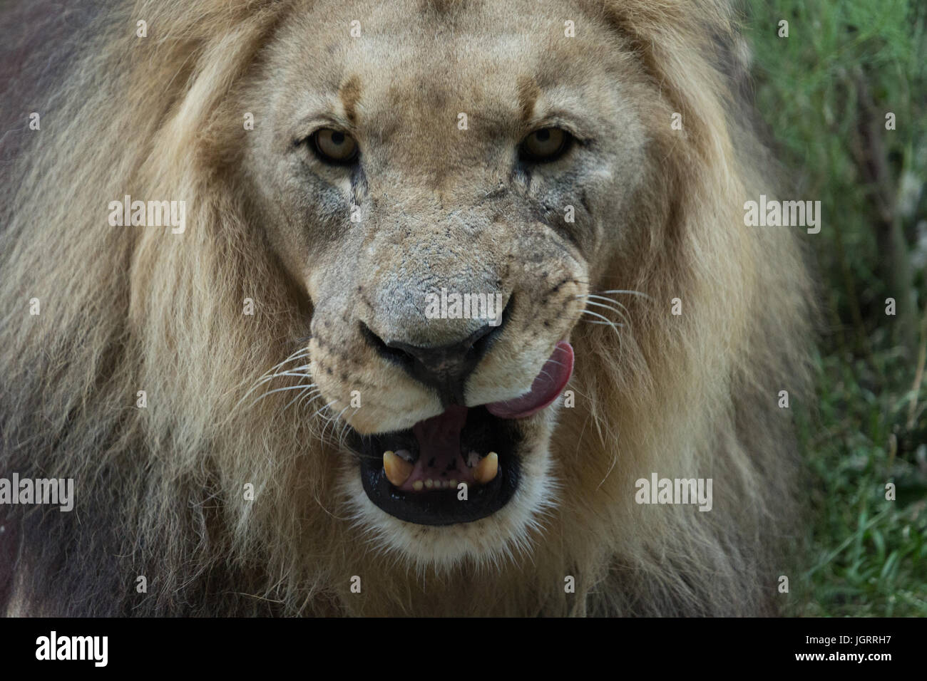 A close up photograph of a male African lion Stock Photo - Alamy