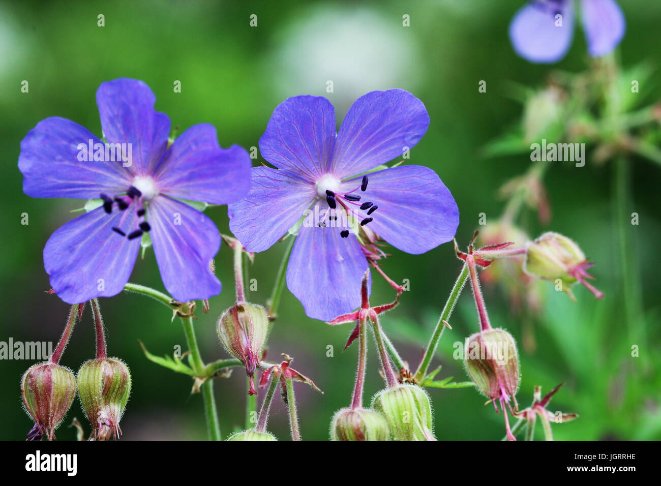 Blue Geranium pratense flower. Geranium pratense known as the meadow ...