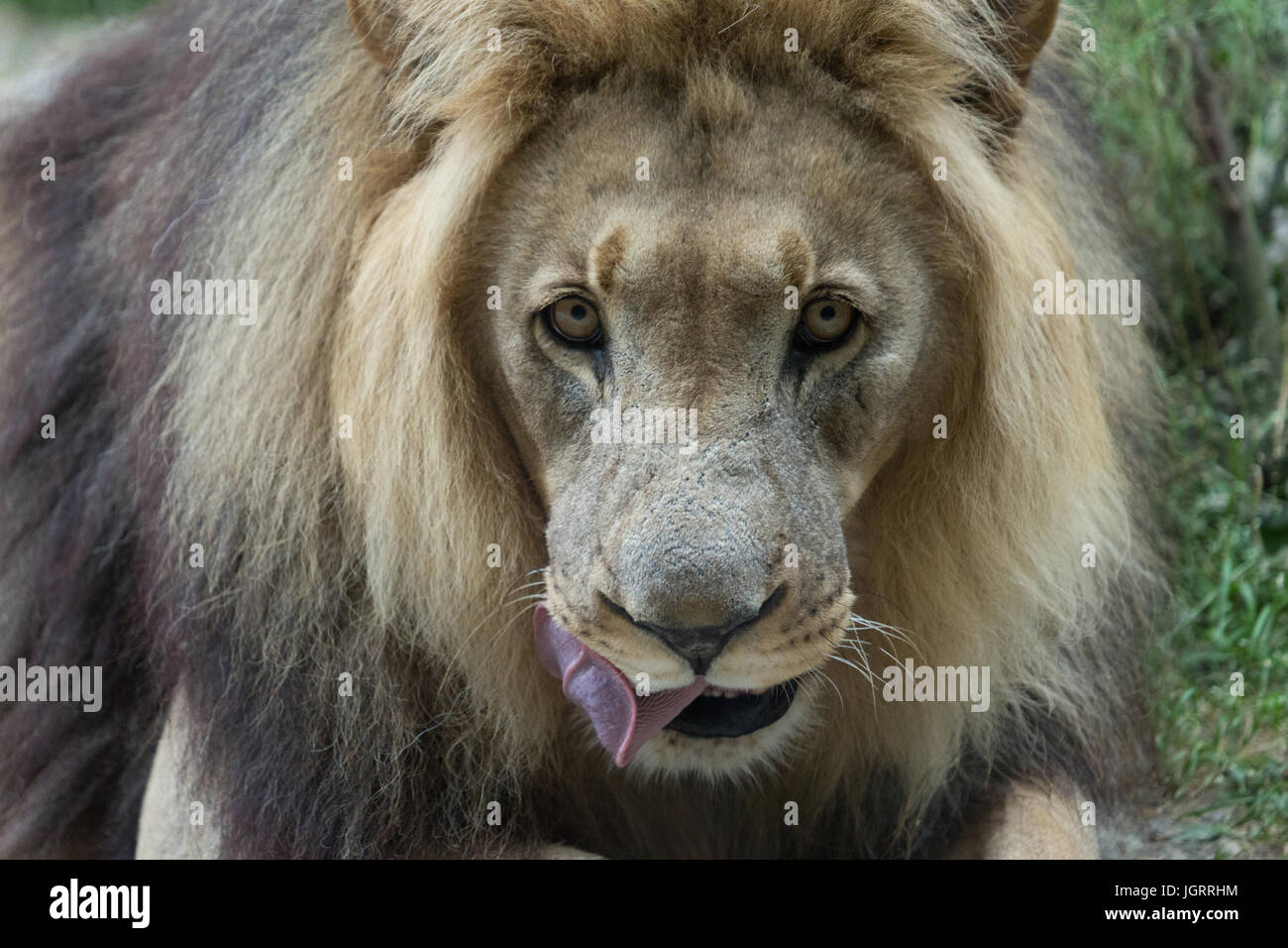 A close up photograph of a male African lion Stock Photo - Alamy