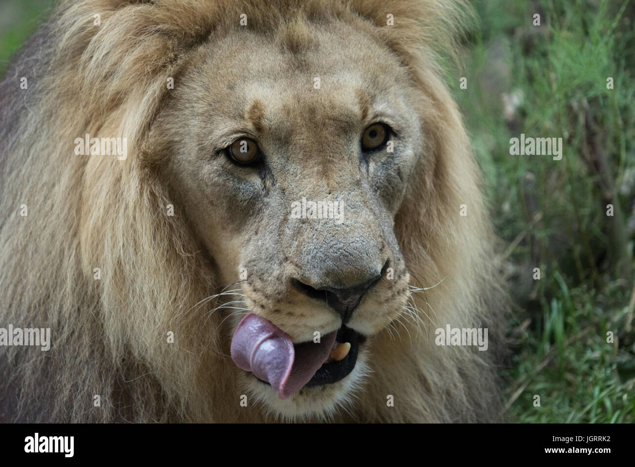 A close up photograph of a male African lion Stock Photo - Alamy
