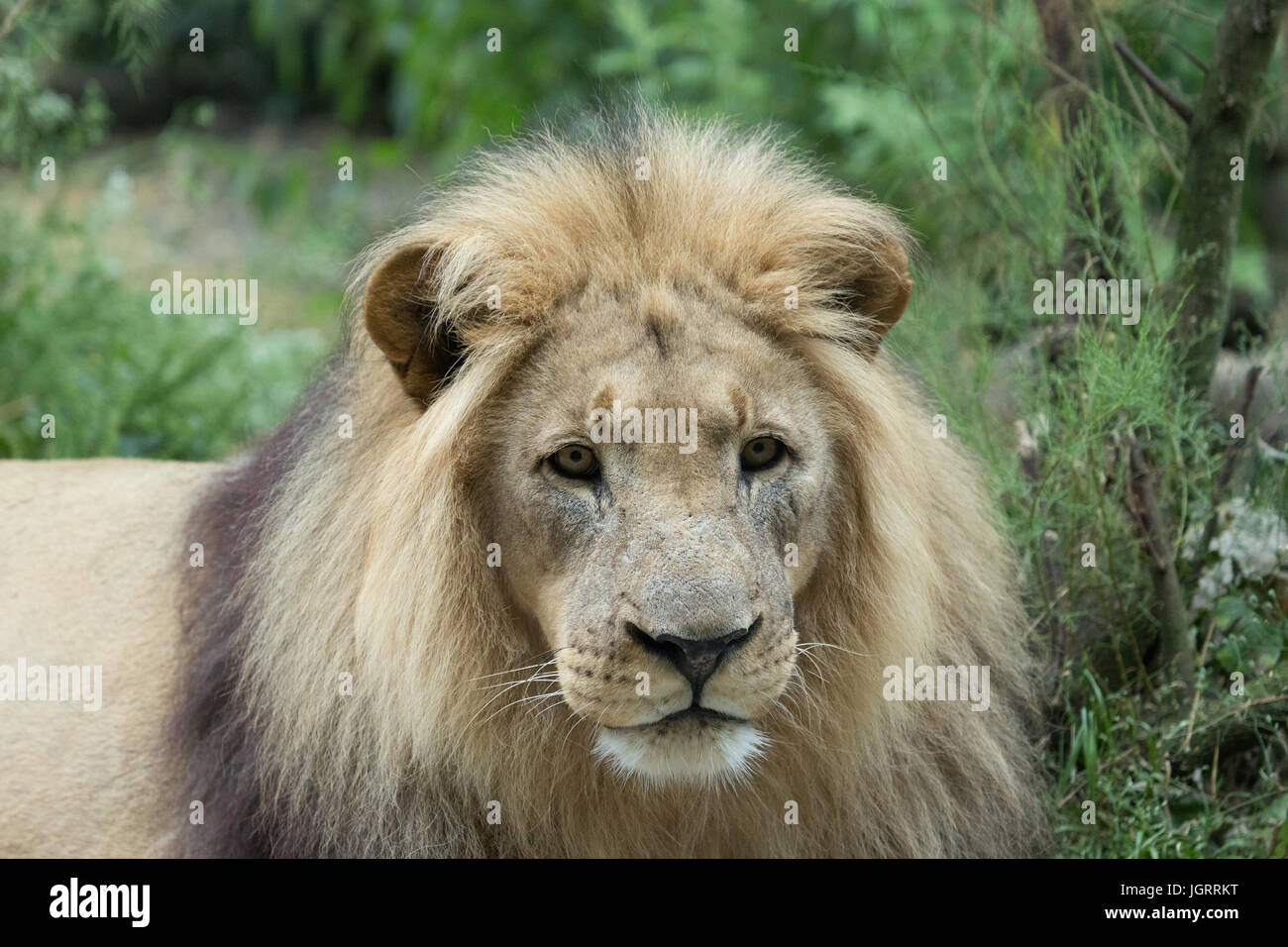 A close up photograph of a male African lion Stock Photo - Alamy