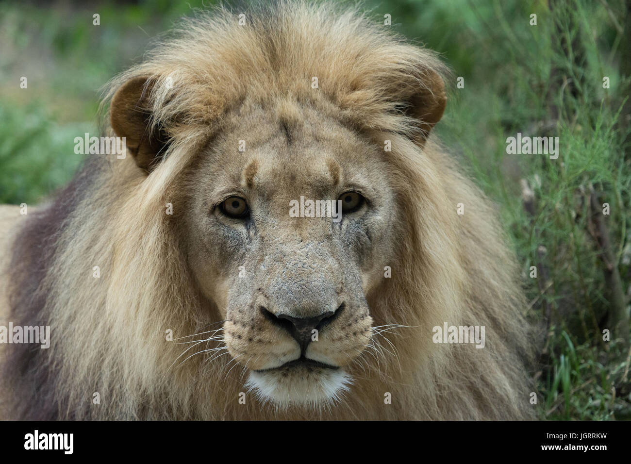 A close up photograph of a male African lion Stock Photo - Alamy