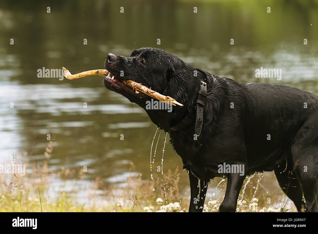 big black dog labrador retriever with wooden stick, adult purebred lab ...
