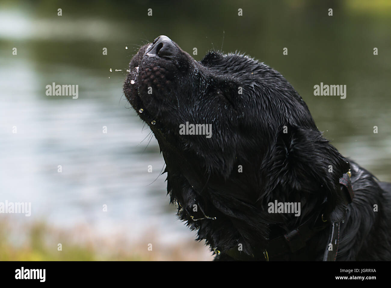 Black Labrador retriever dog. Splash after water bath Stock Photo - Alamy