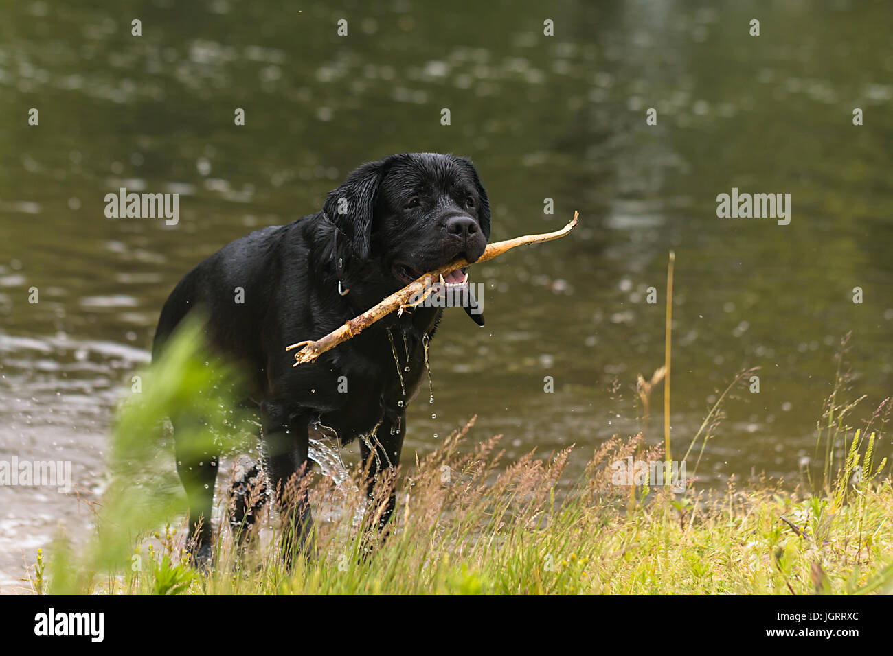 big black dog labrador retriever with wooden stick, adult purebred lab ...