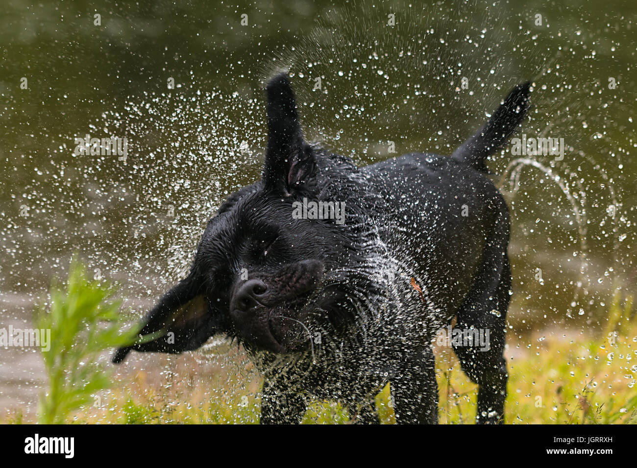 Black Labrador retriever dog. Splash after water bath Stock Photo - Alamy
