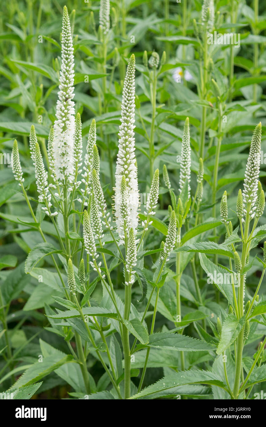 Veronica longifolia hi-res stock photography and images - Alamy