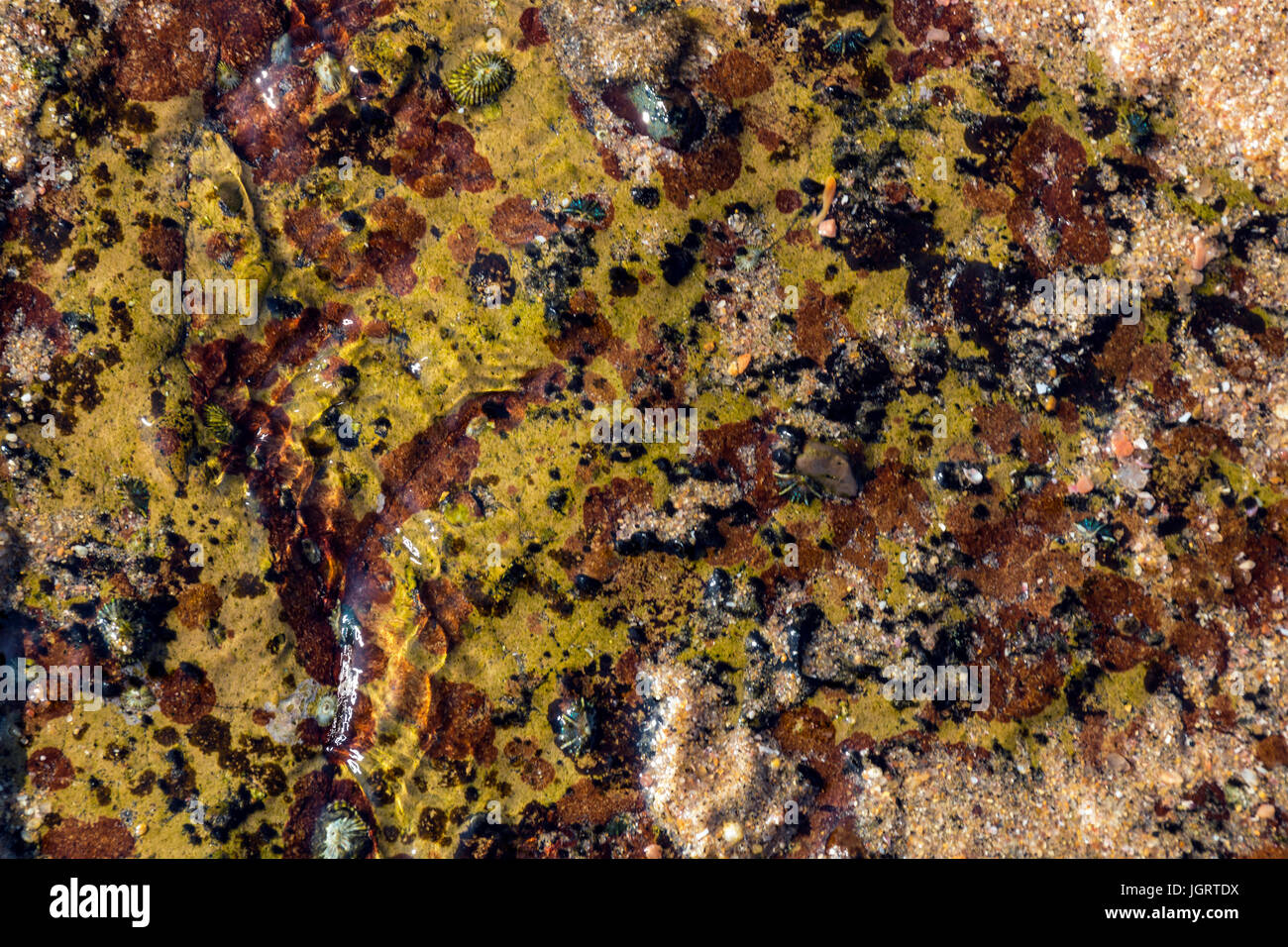 Close up of colorful barnacles and lichen pattern and textures on sandy ...