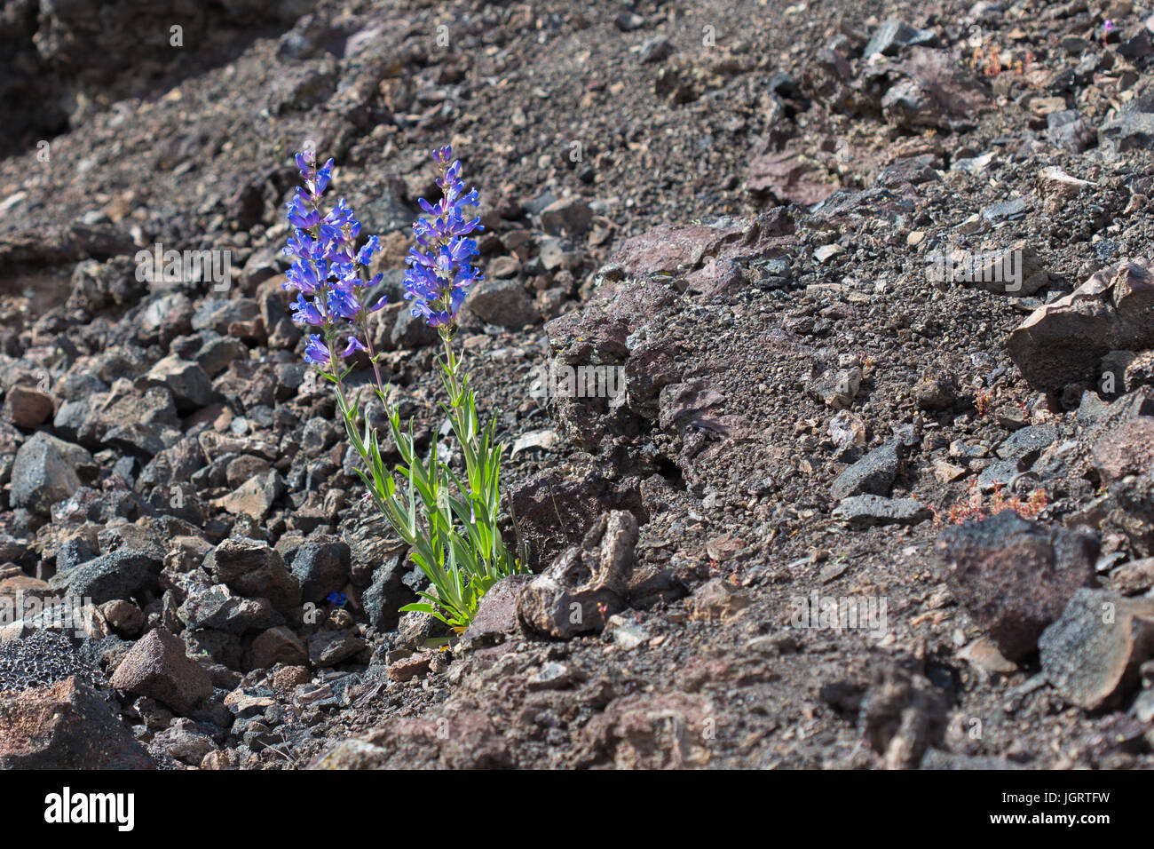 Blue Penstemon (Penstemon cyaneus) in Craters of the Moon National ...