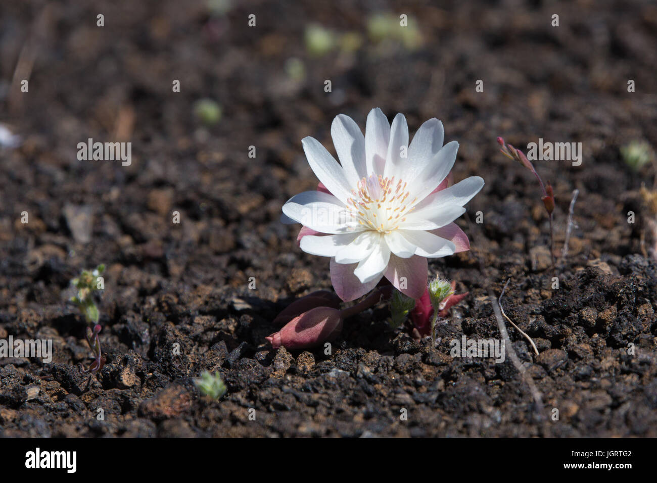 Close-up of Bitterroot (Lewisia rediviva) in Craters of the Moon ...