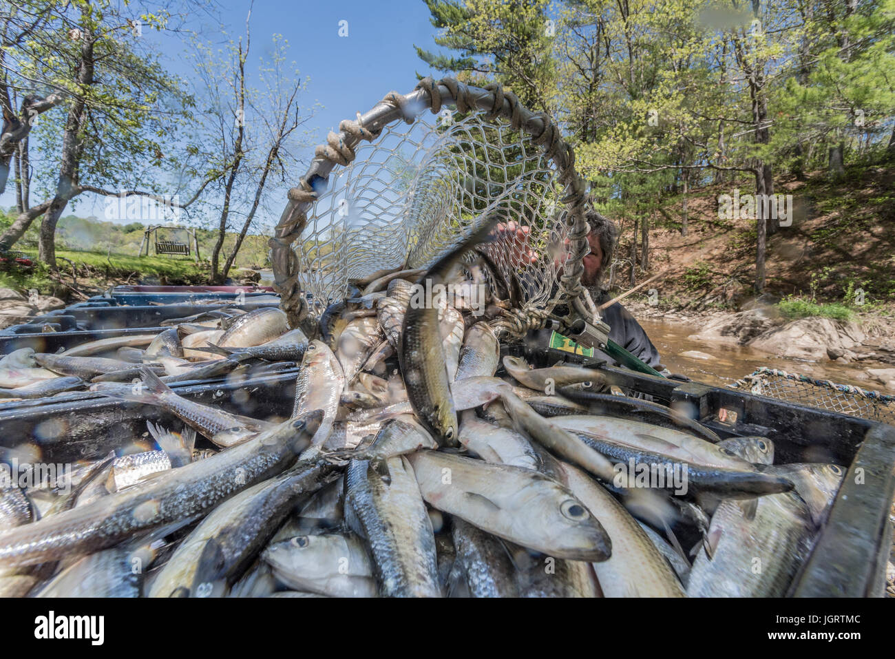 A pseudoharengus hi-res stock photography and images - Alamy