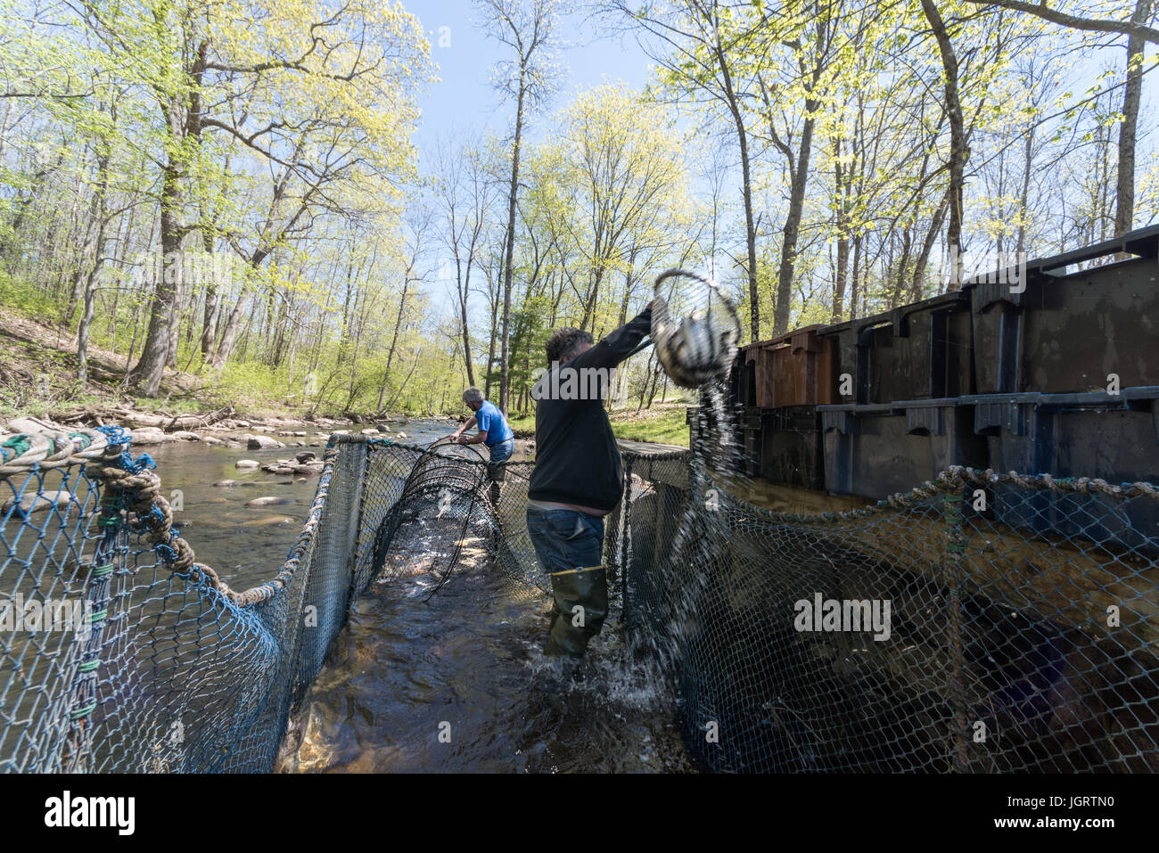 A pseudoharengus hi-res stock photography and images - Alamy