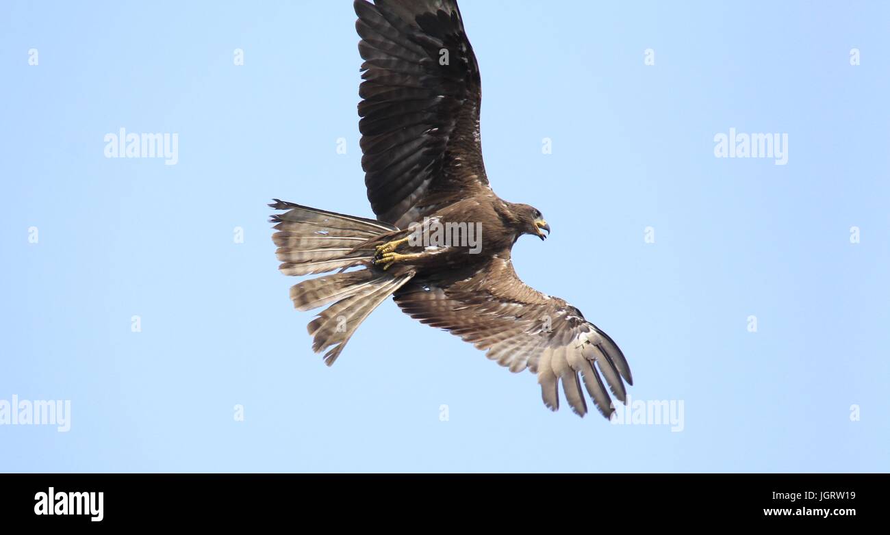 Indian spotted Eagle Stock Photo - Alamy